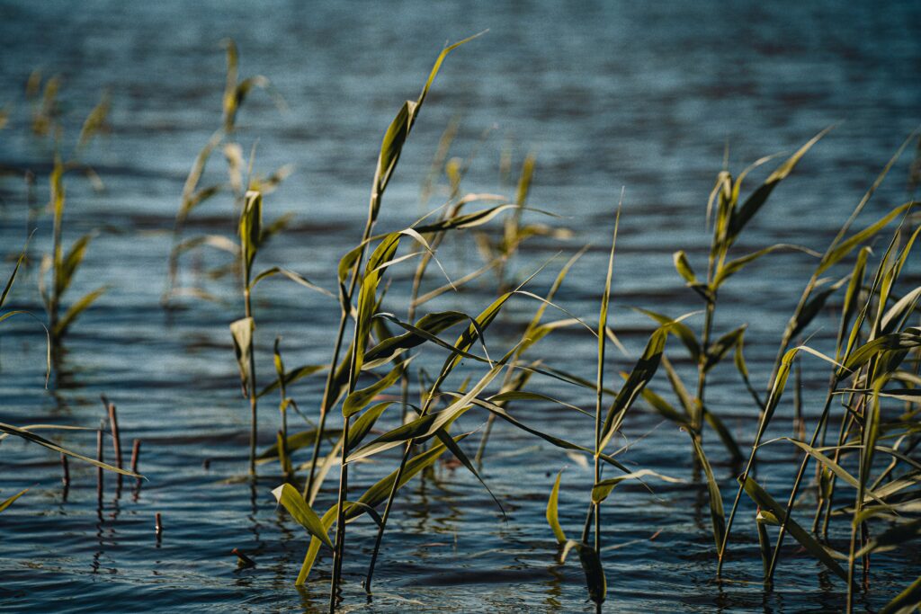 Runwell, Rettendon - Trustgreen