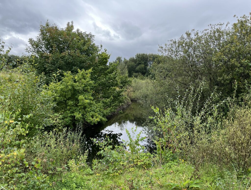 Understanding Trees and Their Benefits. - Trustgreen