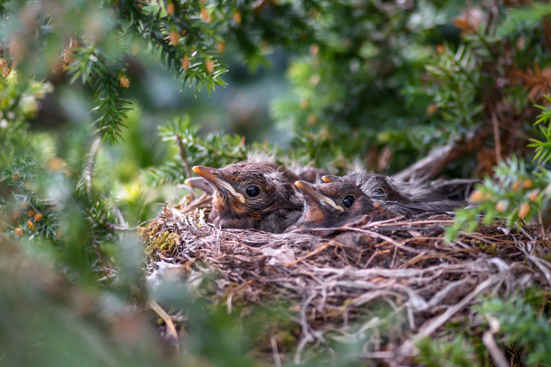 Bird Nesting Season - Trustgreen